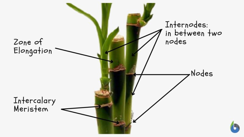 Intercalary meristem - Definition and Examples - Biology Online Dictionary