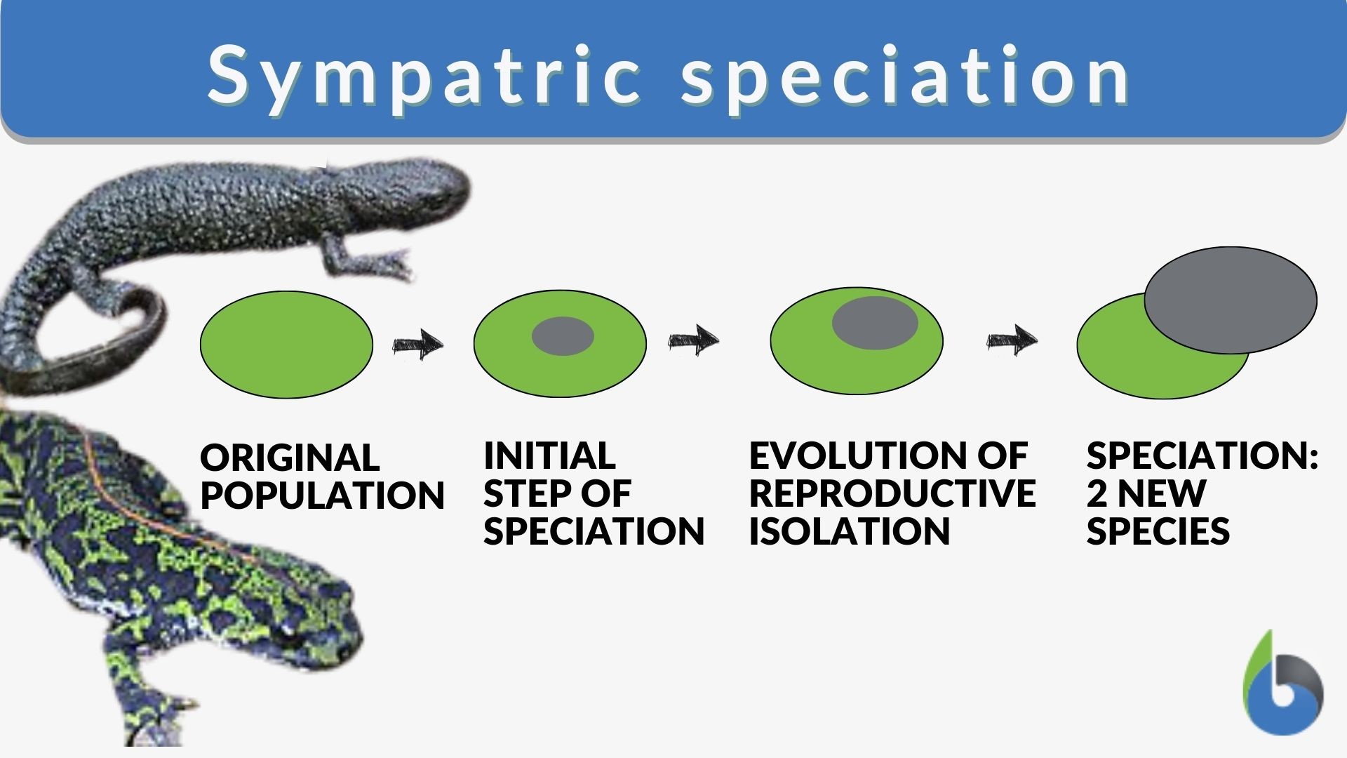 Sympatric speciation Definition and Examples - Biology Online Dictionary Sympatric speciation Definition and Examples - Biology Online Dictionary
