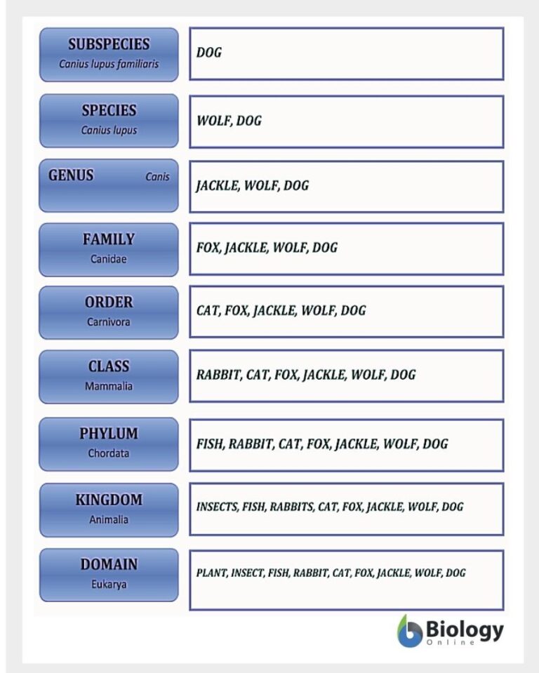 Taxonomy - Definition, Examples, Classification - Biology Online Dictionary