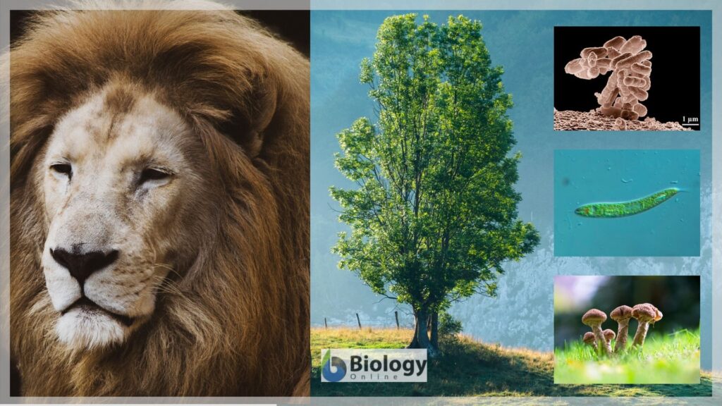 Taxonomy Definition Examples Classification Biology Online Dictionary