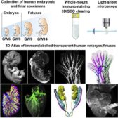 Embryology - Definition and Examples - Biology Online Dictionary