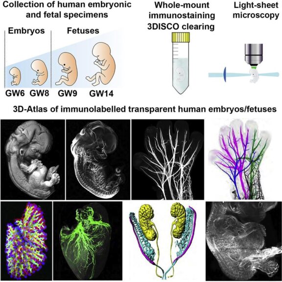 Embryology - Definition and Examples - Biology Online Dictionary