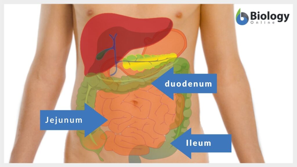 Assimilation - Definition and Examples - Biology Online Dictionary