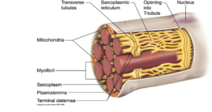 Endoplasmic reticulum - Definition and Examples - Biology Online Dictionary