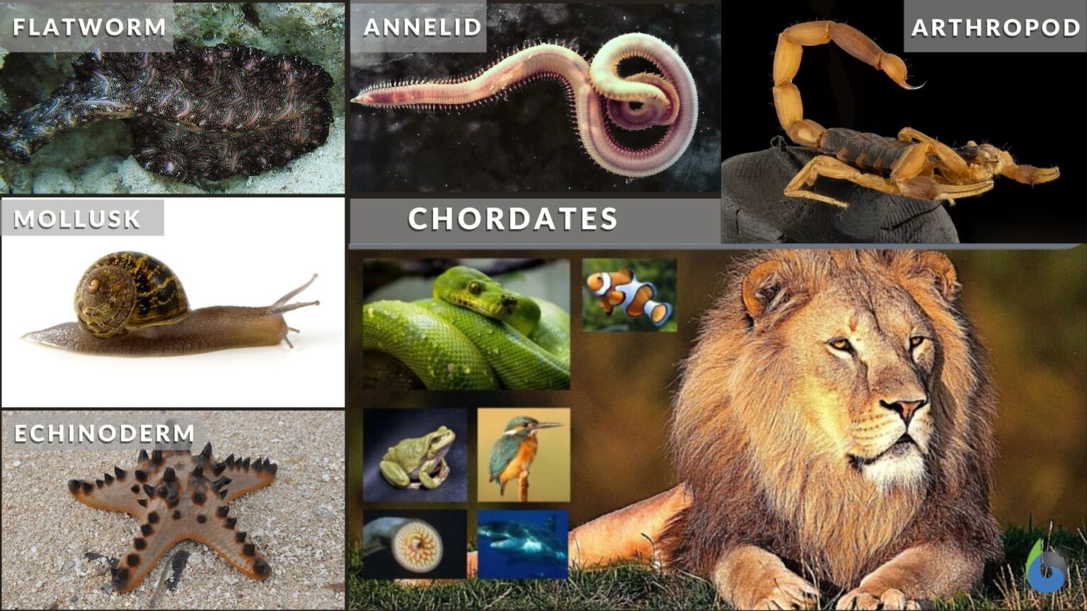 Triploblastic - Definition and Examples - Biology Online Dictionary