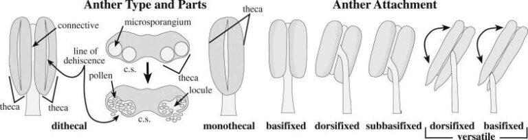 Anther Definition and Examples - Biology Online Dictionary