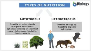 Assimilation - Definition and Examples - Biology Online Dictionary