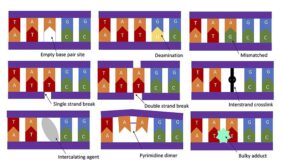 Mutagen - Definition and Examples - Biology Online Dictionary