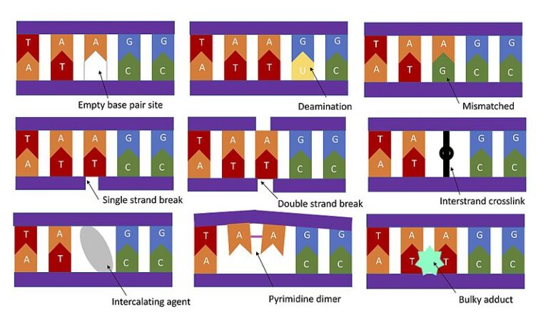 Mutagen - Definition and Examples - Biology Online Dictionary