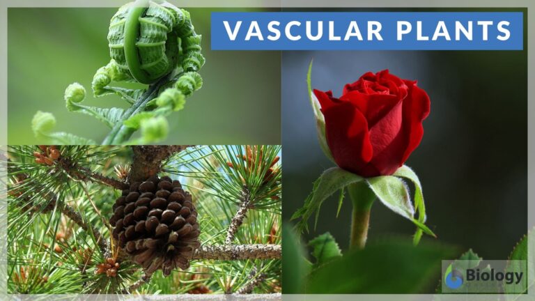 Vascular plants Definition and Examples - Biology Online Dictionary