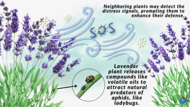 Volatile oil - Definition and Examples - Biology Online Dictionary