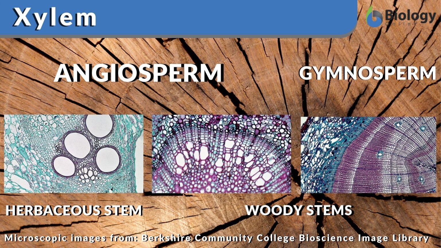 Xylem Definition and Examples - Biology Online Dictionary