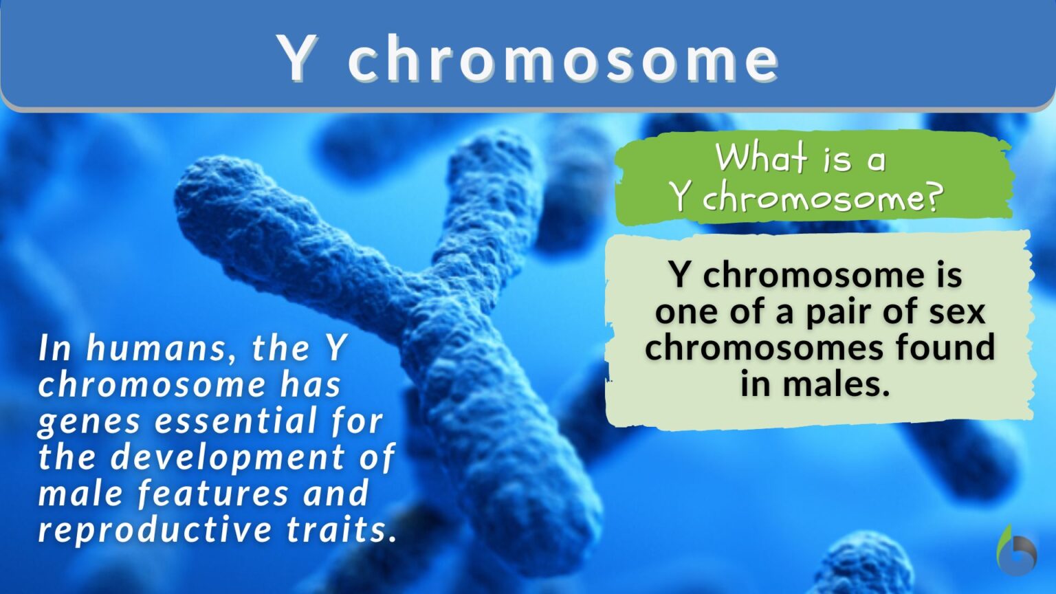 Y Chromosome Definition And Examples Biology Online Dictionary