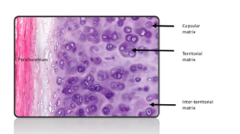 Hyaline cartilage - Definition and Examples - Biology Online Dictionary