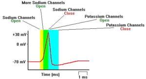 Resting potential Definition and Examples - Biology Online Dictionary