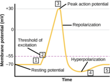 Axon hillock Definition and Examples - Biology Online Dictionary