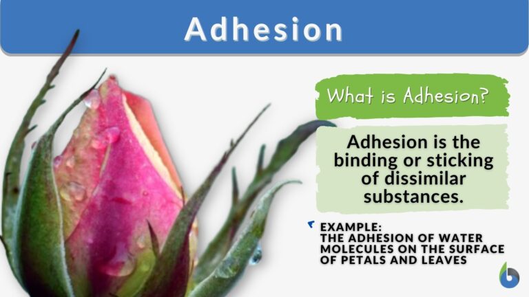 Adhesion - Definition and Examples - Biology Online Dictionary