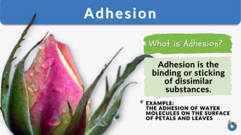 Adhesion - Definition and Examples - Biology Online Dictionary