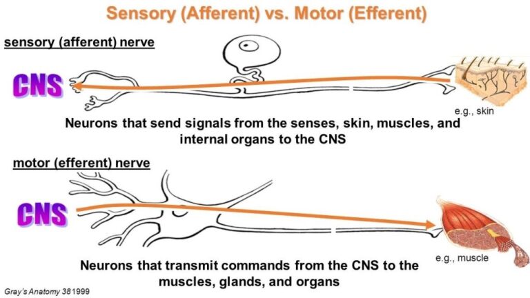 Afferent Nerve Definition And Examples Biology Online Dictionary