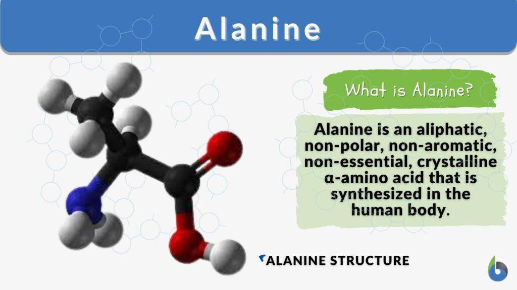 Alanine - Definition and Examples - Biology Online Dictionary