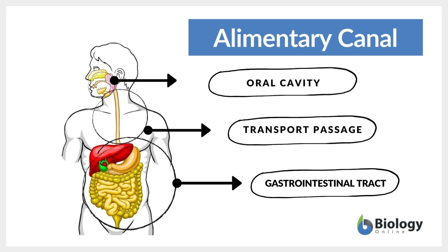 Alimentary canal - Definition and Examples - Biology Online Dictionary