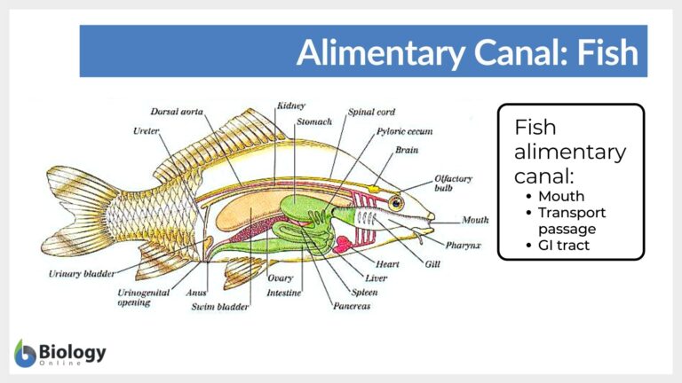 Alimentary canal - Definition and Examples - Biology Online Dictionary