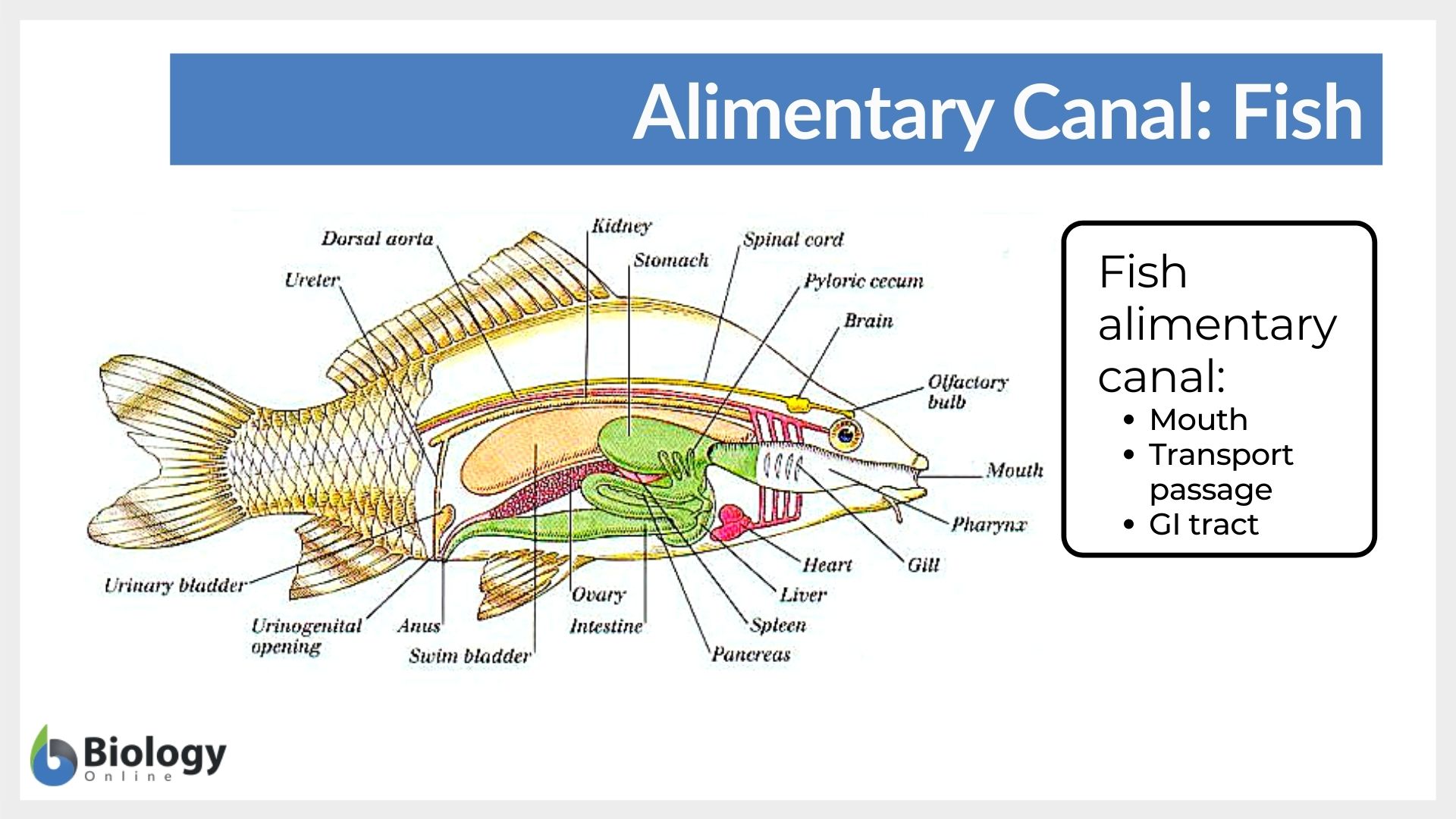 Alimentary canal - Definition and Examples - Biology Online Dictionary
