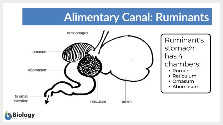 Alimentary canal - Definition and Examples - Biology Online Dictionary