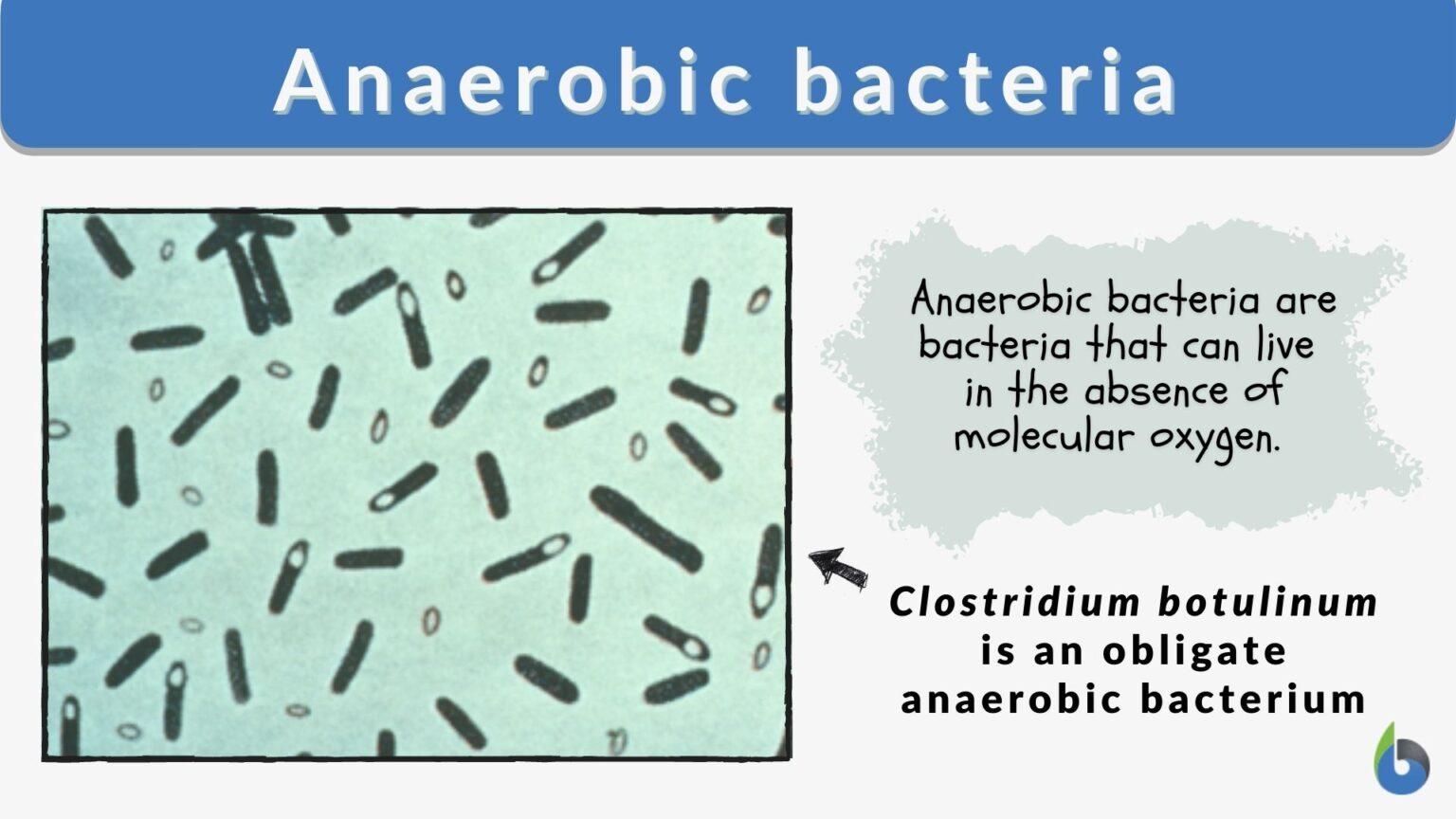 Anaerobic bacteria Definition and Examples - Biology Online Dictionary Anaerobic bacteria Definition and Examples - Biology Online Dictionary