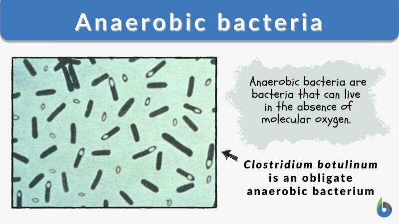 Anaerobic bacteria Definition and Examples - Biology Online Dictionary