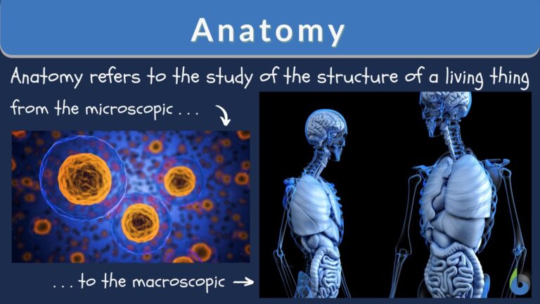 Anatomy - Definition and Examples - Biology Online Dictionary