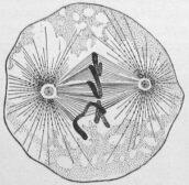 Metaphase Definition and Examples - Biology Online Dictionary