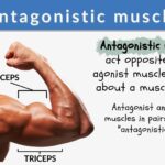 Antagonistic Muscle Definition and Examples - Biology Online Dictionary
