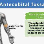 Antecubital fossa - Definition and Examples - Biology Online Dictionary
