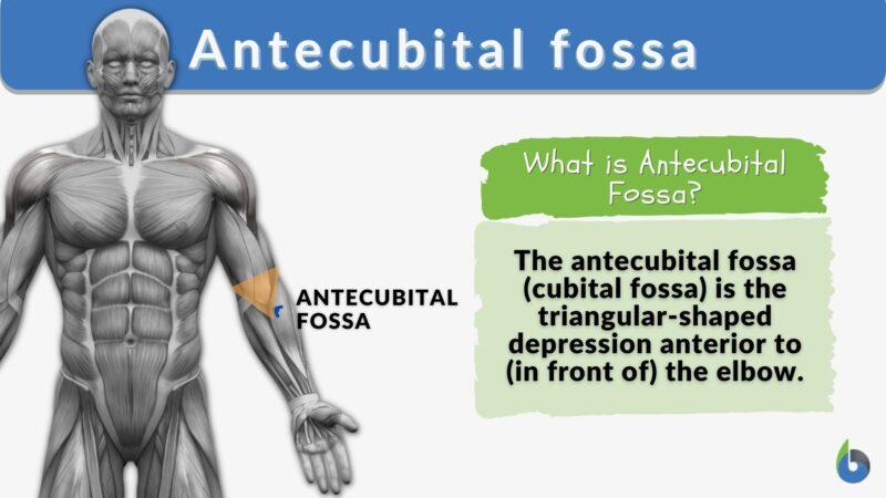 Antecubital fossa - Definition and Examples - Biology Online Dictionary