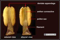 Anther Definition and Examples - Biology Online Dictionary