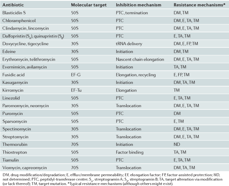 Ribosome Definition and Examples - Biology Online Dictionary