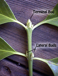 Apical bud Definition and Examples - Biology Online Dictionary