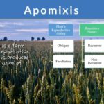 Apomixis - Definition and Examples - Biology Online Dictionary