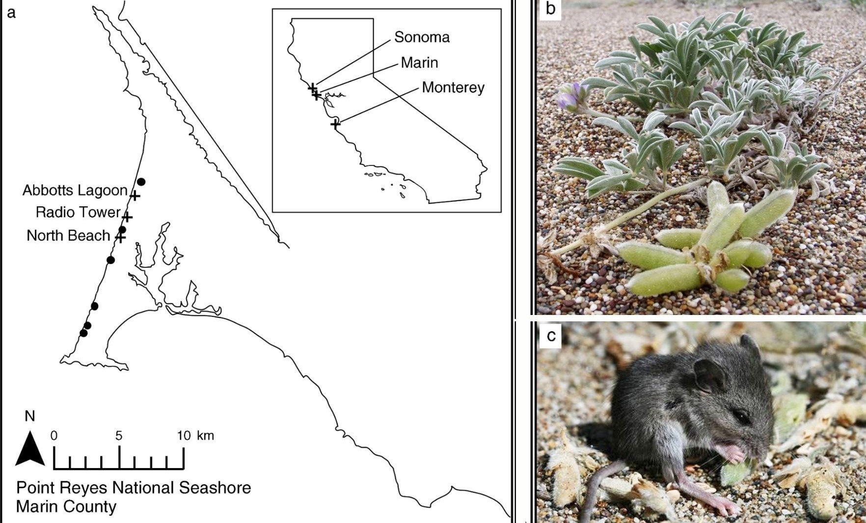 Apparent competition - Definition and Examples - Biology Online Dictionary