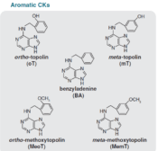 Cytokinin Definition and Examples - Biology Online Dictionary