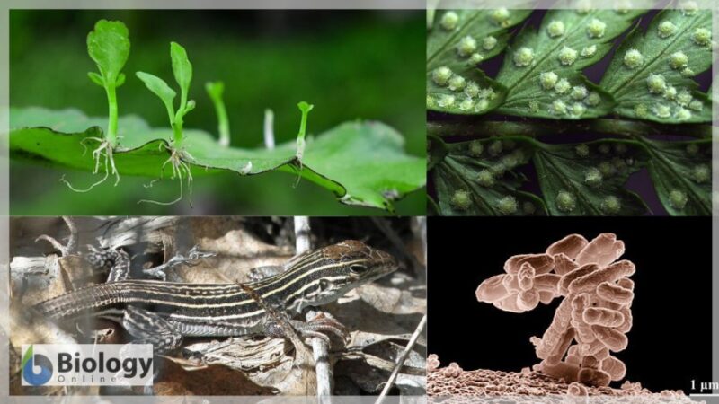 Asexual reproduction - Definition and Examples - Biology Online Dictionary