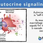 Autocrine signaling - Definition and Examples - Biology Online Dictionary