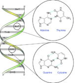Base-pairing rule - Definition and Examples - Biology Online Dictionary
