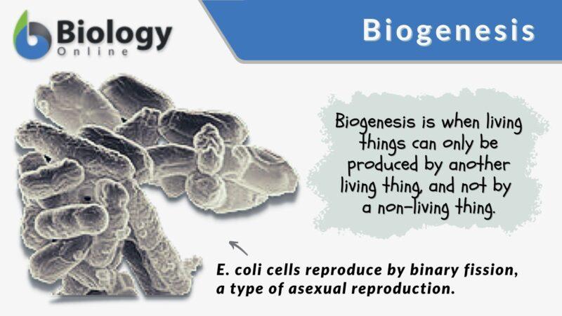 Biogenesis - Definition and Examples - Biology Online Dictionary