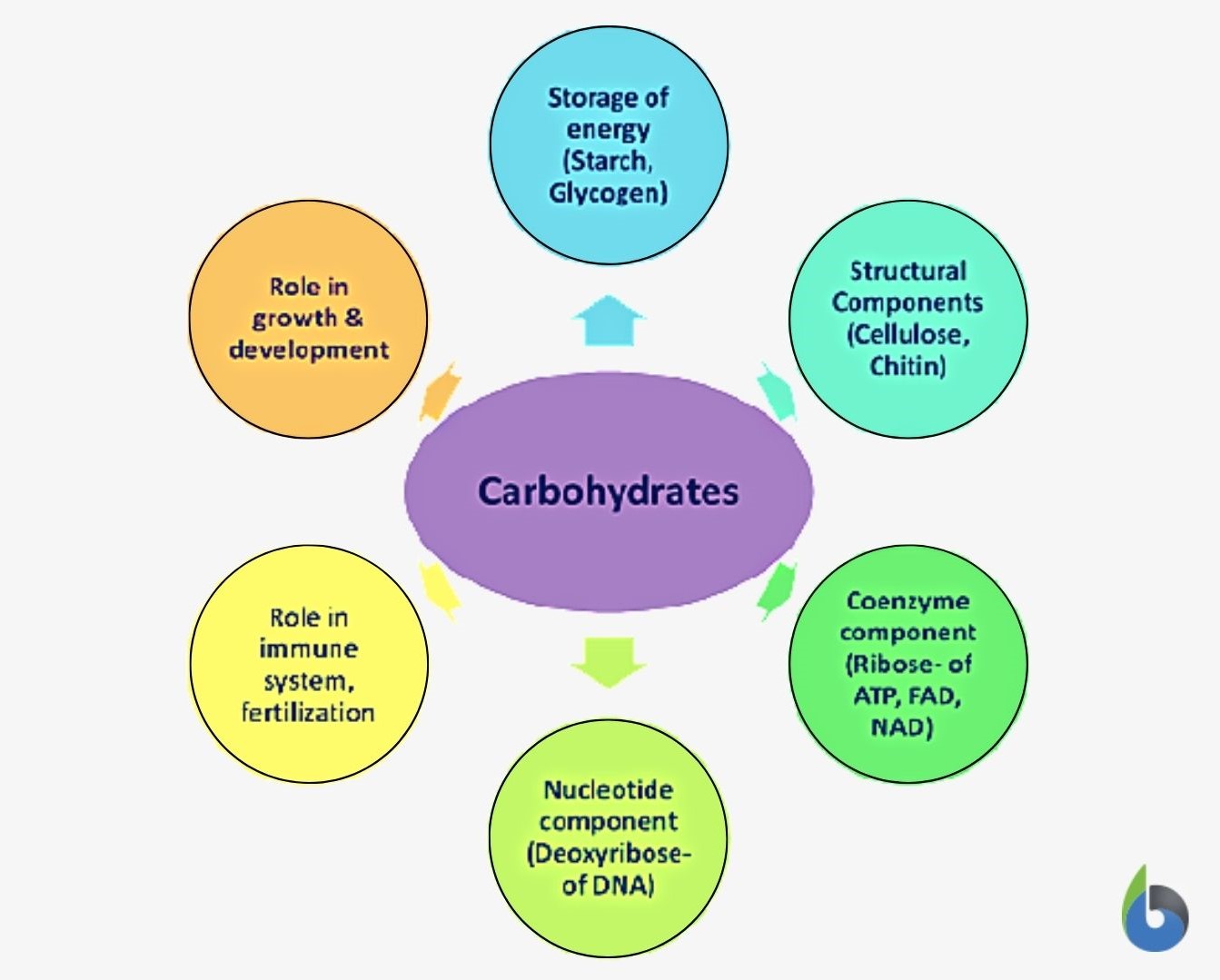 Metabolism - Definition and Examples - Biology Online Dictionary