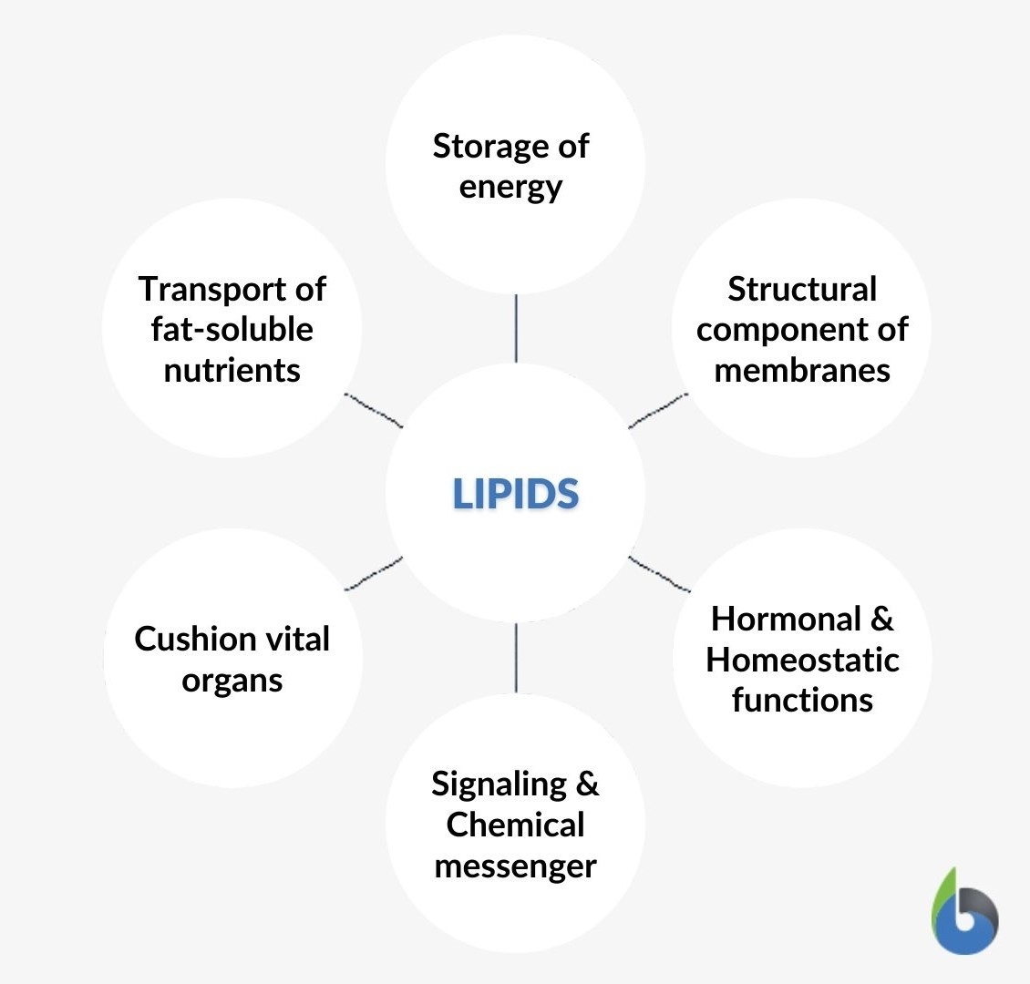 Metabolism - Definition and Examples - Biology Online Dictionary