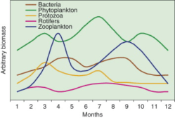 Biotic potential Definition and Examples - Biology Online Dictionary