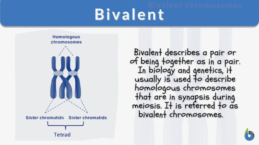 Bivalent Definition and Examples - Biology Online Dictionary