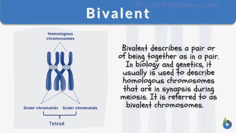 Bivalent Definition and Examples - Biology Online Dictionary